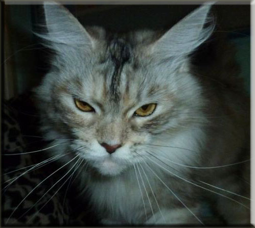 Codycats Dams