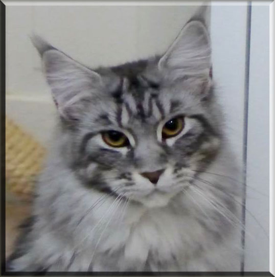 Codycats Dams