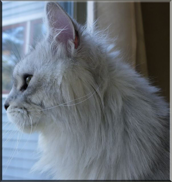 Codycats Sires